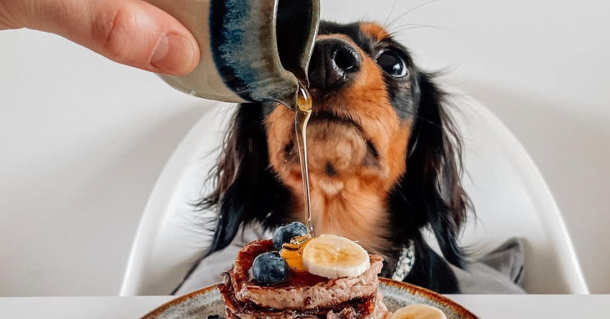 Dog Furiendly Launch A Dog Treat Baking Competition Inspired By The ...